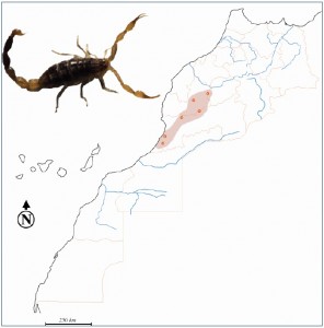 2. Répartition des scorpions au Maroc